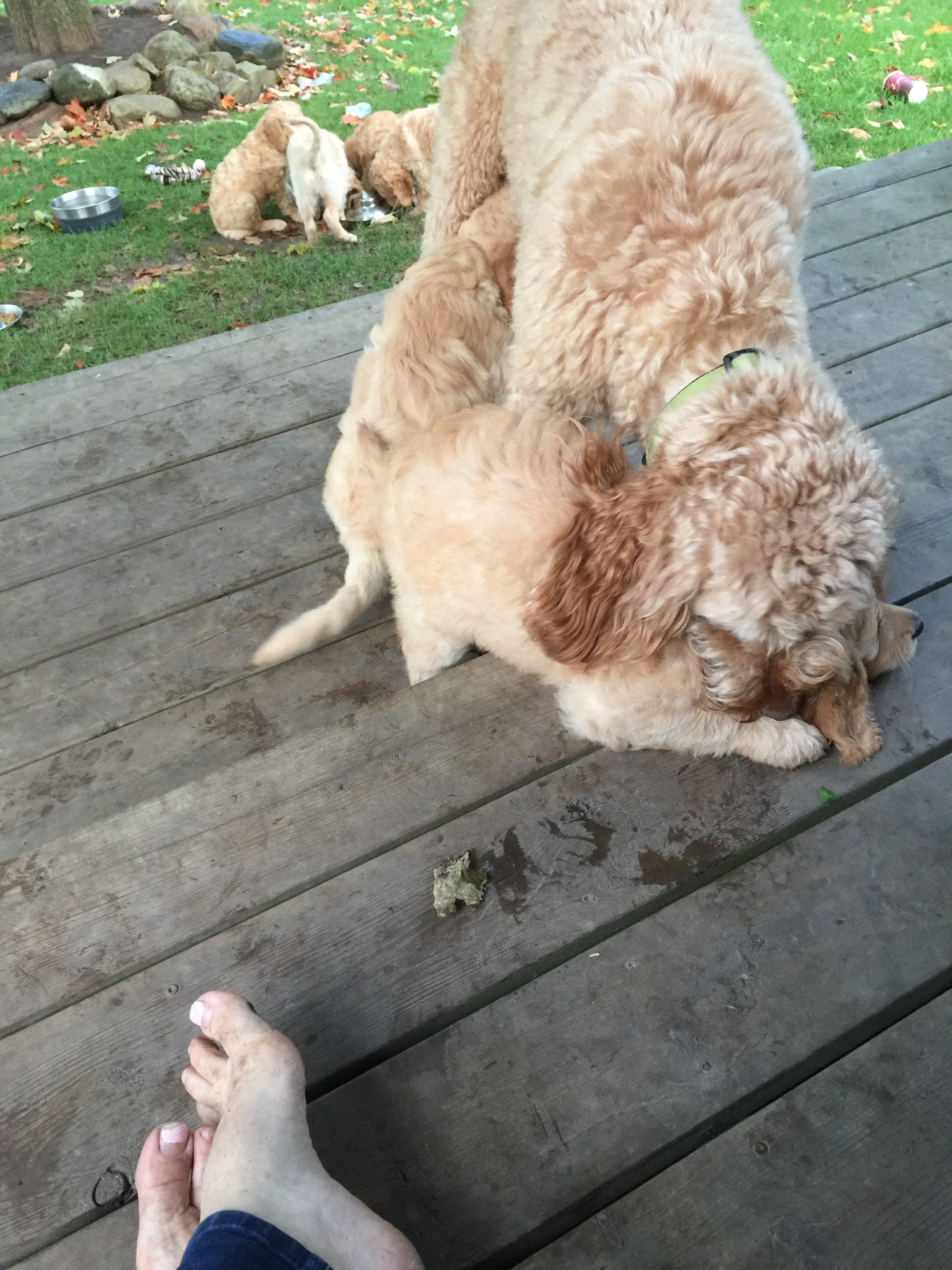 Raising Our Puppies - L.A. Doodles