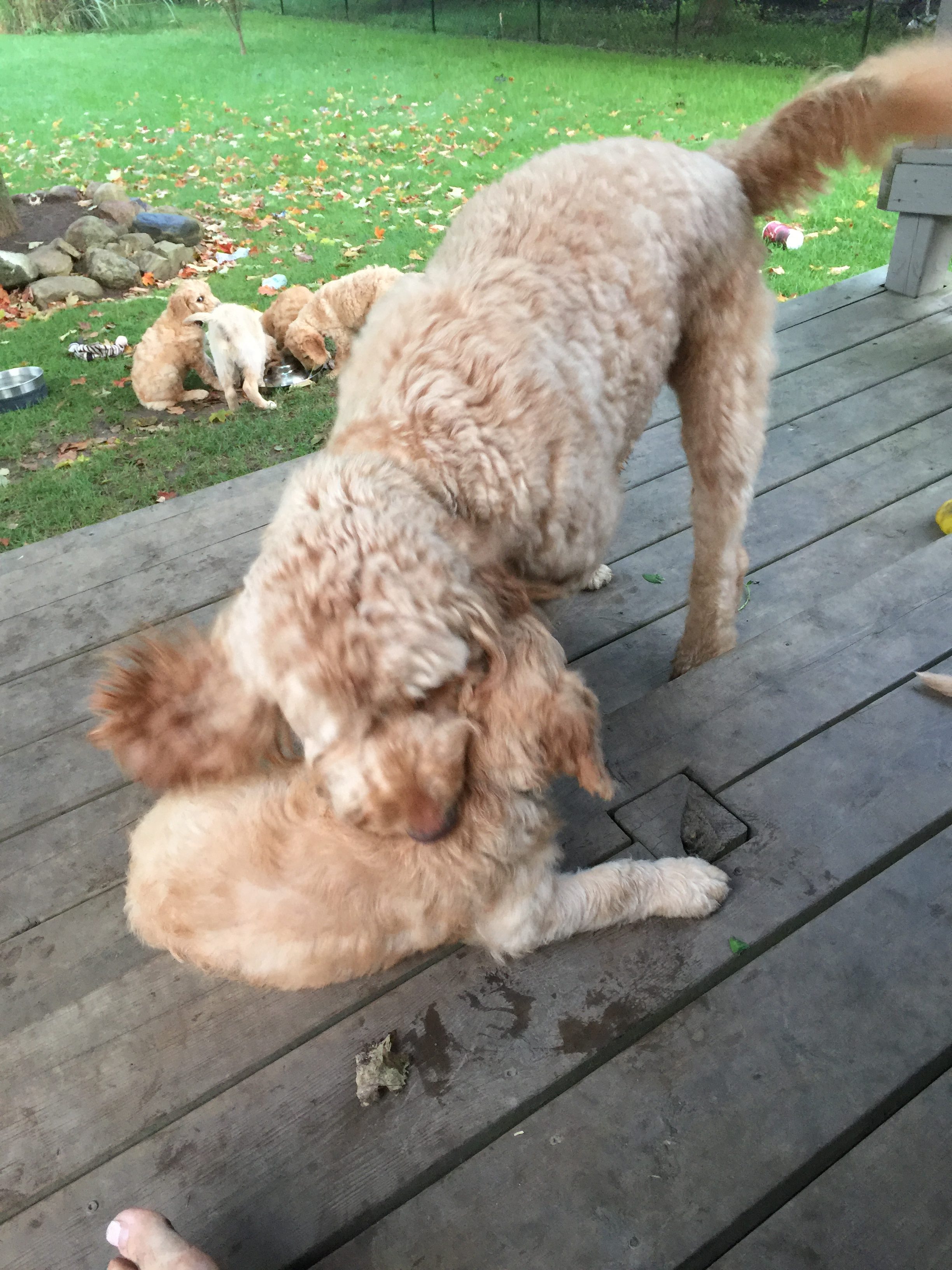 Raising Our Puppies - L.A. Doodles