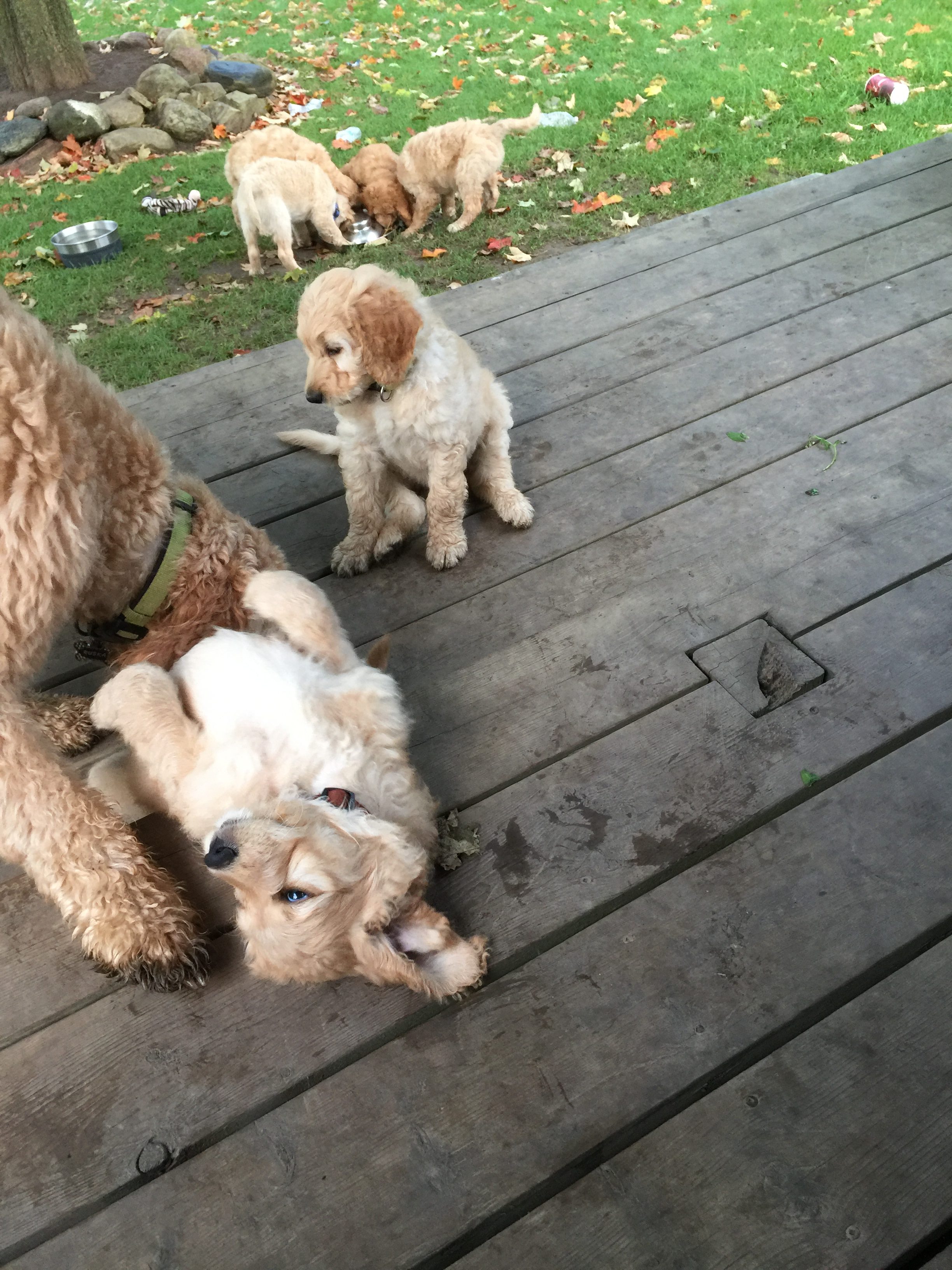 Raising Our Puppies - L.A. Doodles