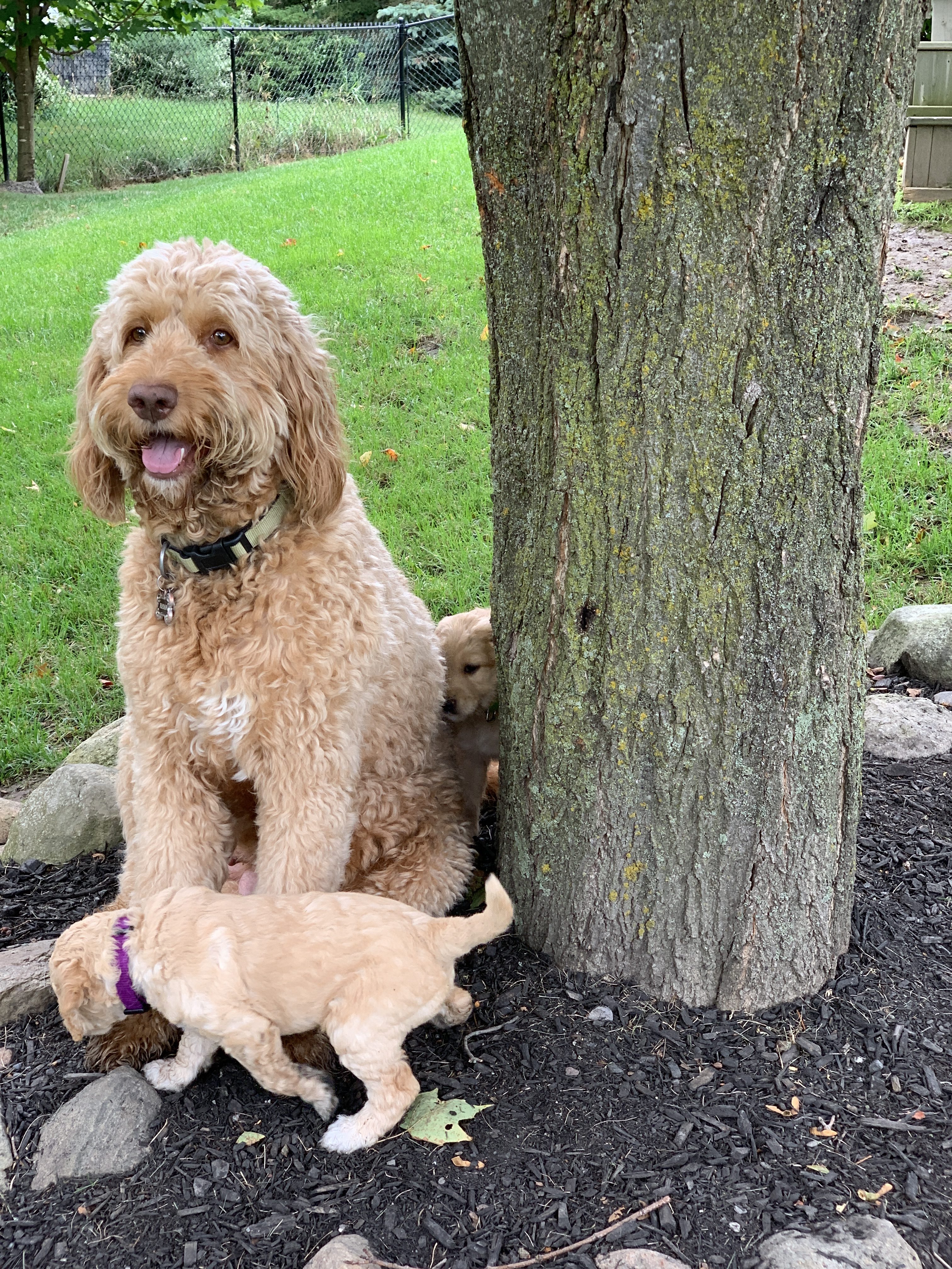 Raising Our Puppies - L.A. Doodles