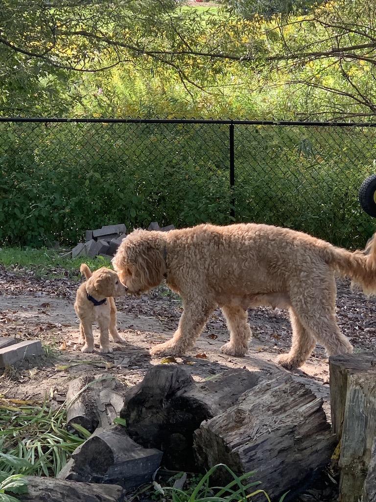 Raising Our Puppies - L.A. Doodles