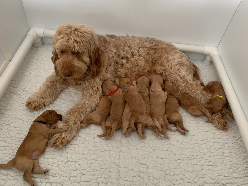 Raising Our Puppies - L.A. Doodles
