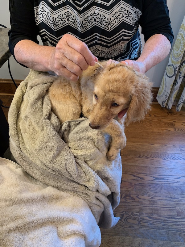 Raising Our Puppies – L.A. Doodles