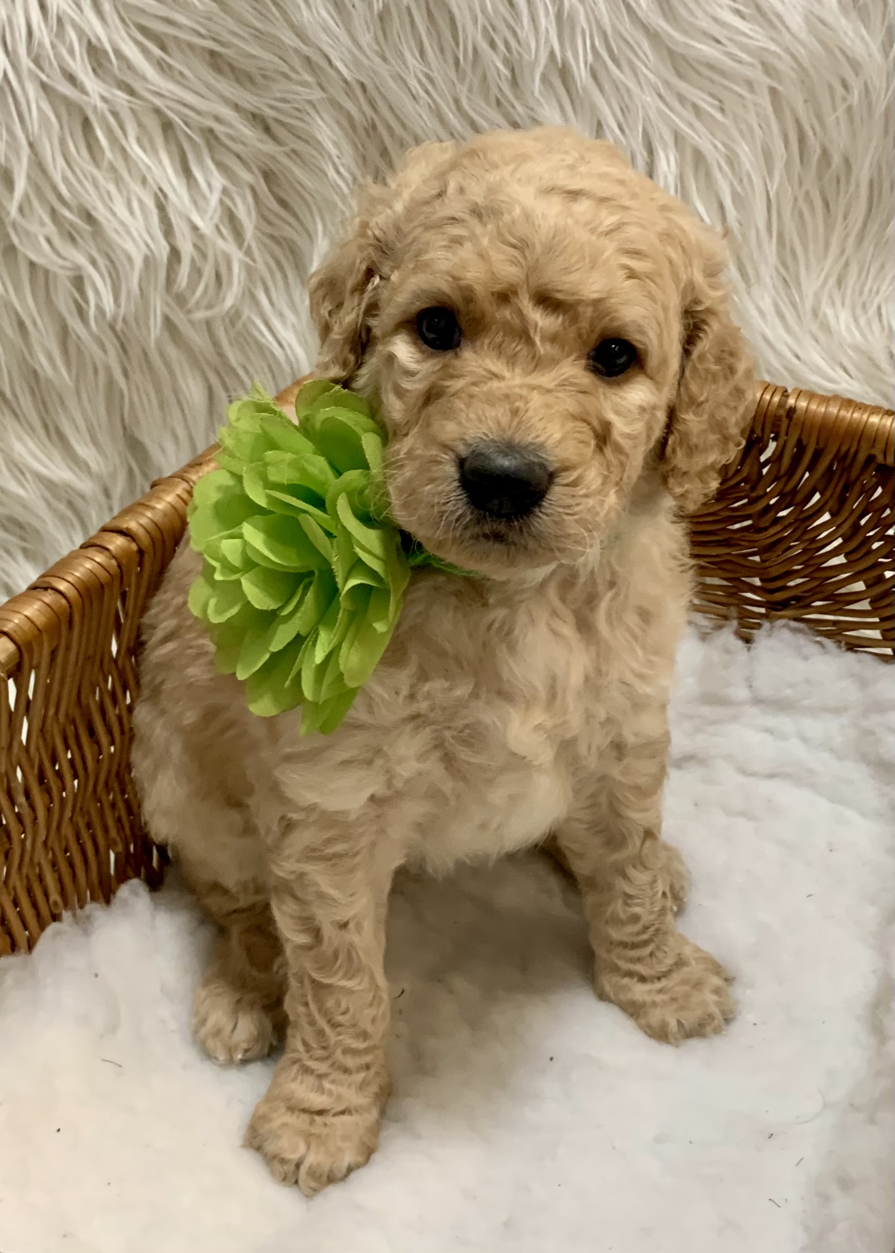 Have A Look At Our Beautiful Four Week Old Puppies – L.A. Doodles