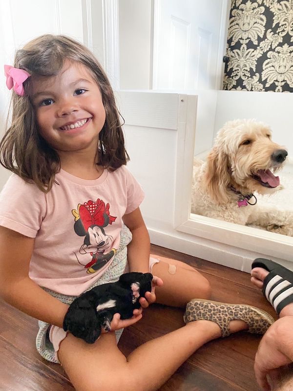 Raising a Singleton Puppy – Week One - L.A. Doodles