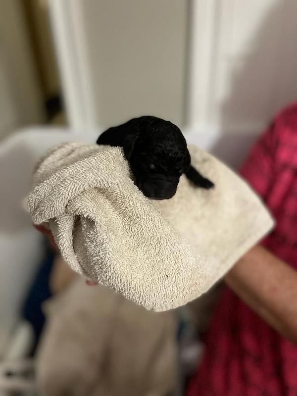 Raising a Singleton Puppy – Week One - L.A. Doodles