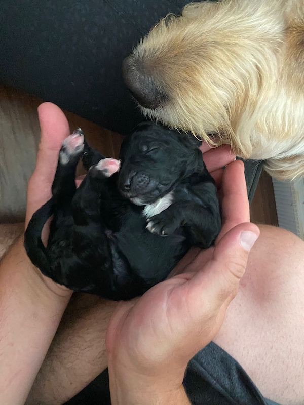 Raising a Singleton Puppy – Week One - L.A. Doodles