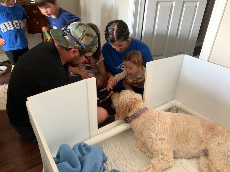 Raising a Singleton Puppy – Week One - L.A. Doodles