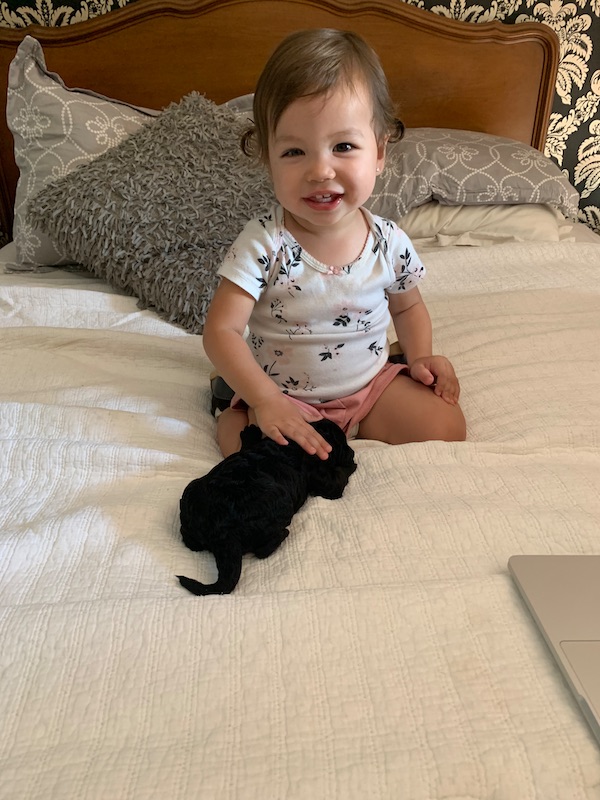 Raising a Singleton Puppy – Week One - L.A. Doodles