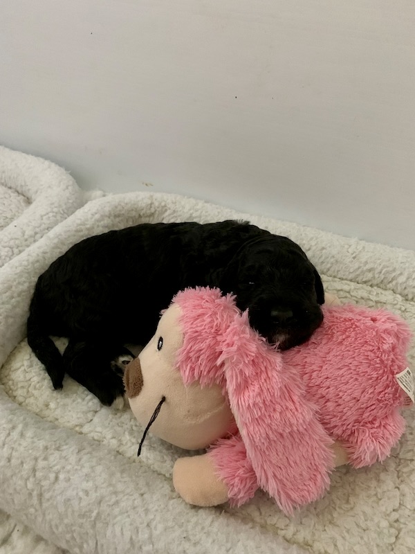 Raising a Singleton Puppy – Week Three 💕 Look How Adorable! - L.A. Doodles
