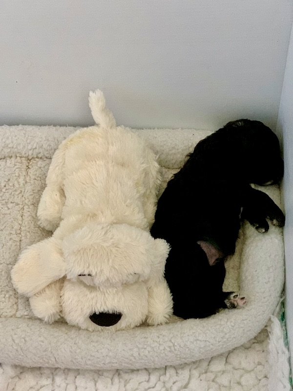 Raising a Singleton Puppy – Week Three 💕 Look How Adorable! - L.A. Doodles