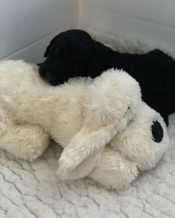 Raising a Singleton Puppy – Week Three 💕 Look How Adorable! - L.A. Doodles