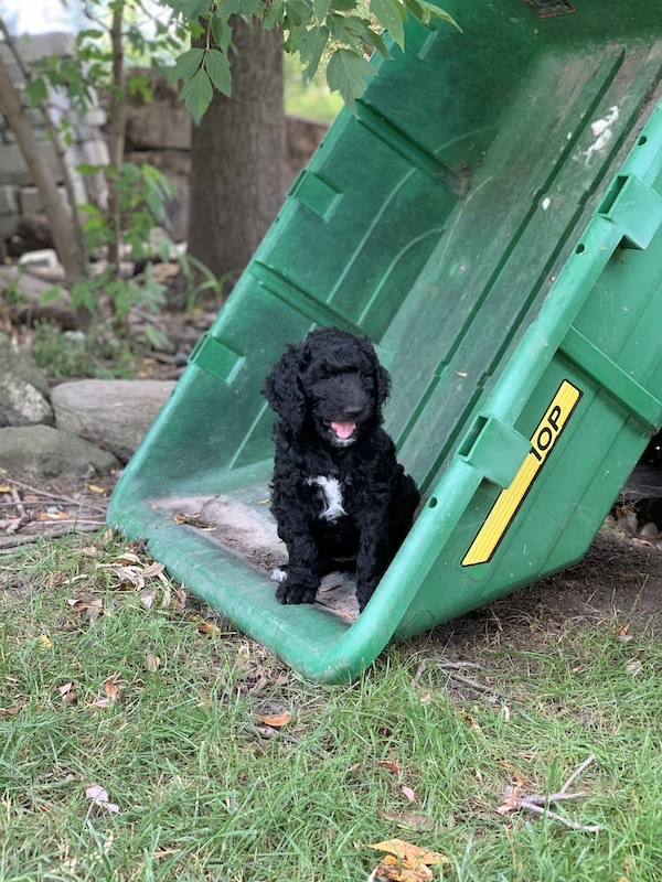Raising a Singleton Puppy - L.A. Doodles