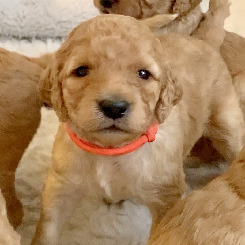Our Sweet Puppies are in the Transitional Period - L.A. Doodles