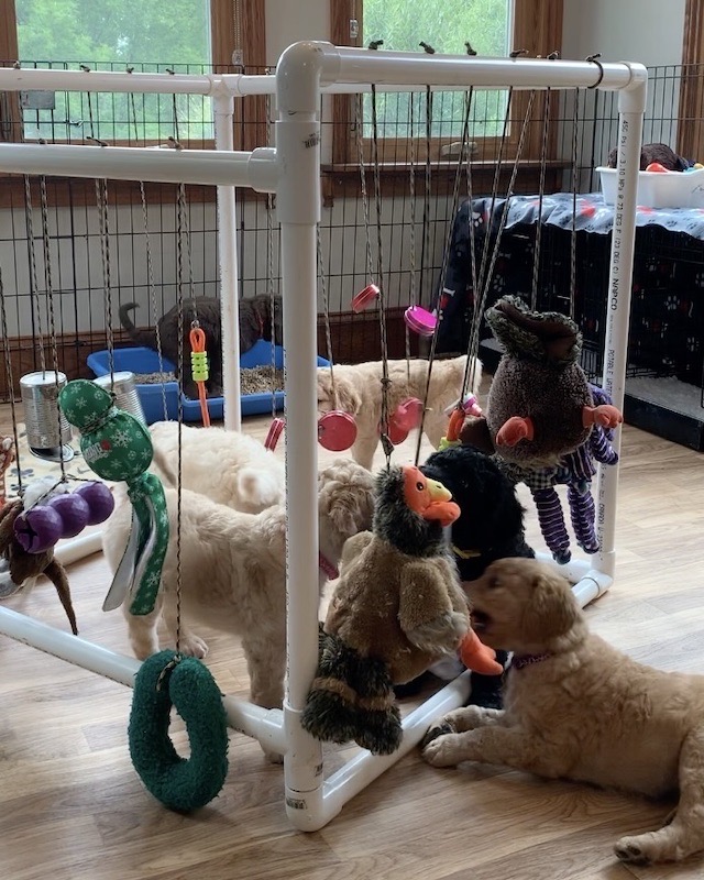 See Ellie’s Adorable Seven Week Old Puppies - L.A. Doodles